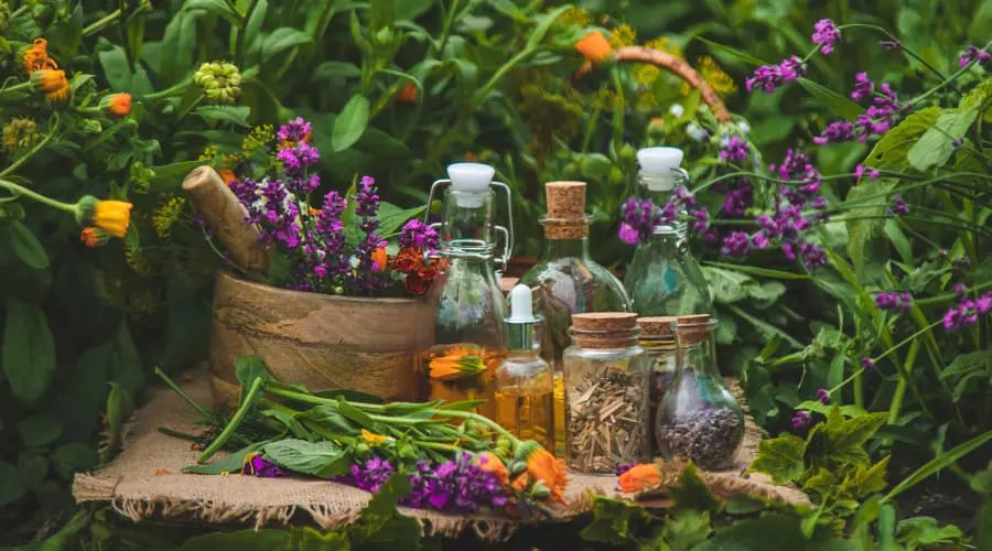 Flowers for Health: Medicinal Properties in Your Garden – Rosaholics