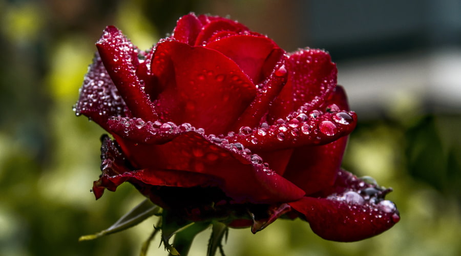 Unveiling The Elegance of Roses Anatomy – Rosaholics