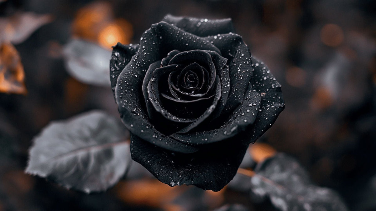 Black Roses And Dark Flowers Halloween Guide – Rosaholics
