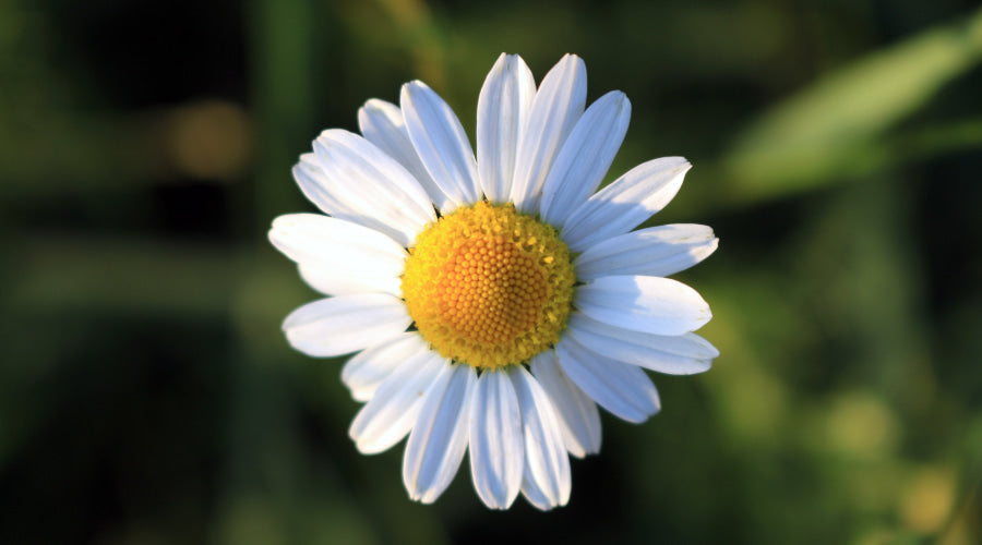 Daisy Flower Meaning and Symbolism – Rosaholics