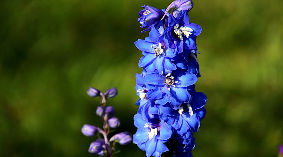how often does delphinium bloom
