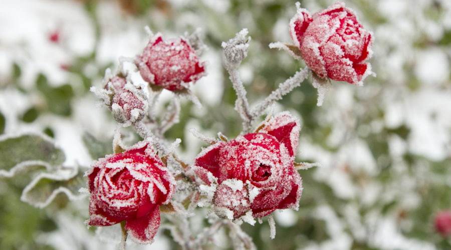 The Most Common Winter Blooming Flowers – Rosaholics