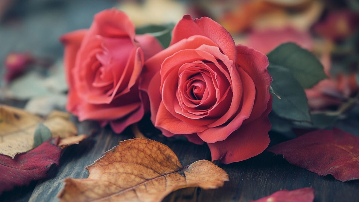 Why Roses Are The Perfect Just Because Gift In October – Rosaholics