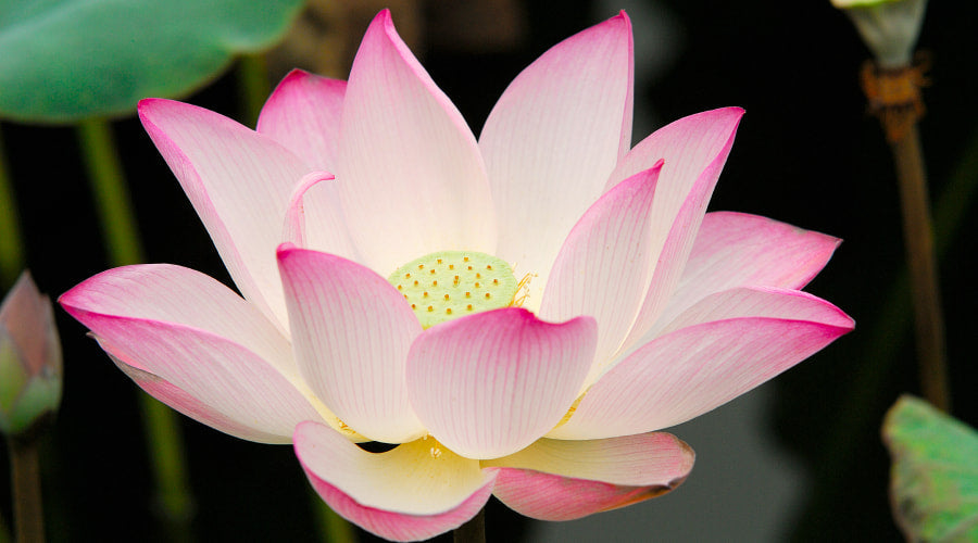 The Spiritual Symbolism of the Lotus Flower – Rosaholics
