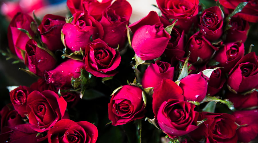 Interesting Facts, Myths and Legends about Roses – Rosaholics