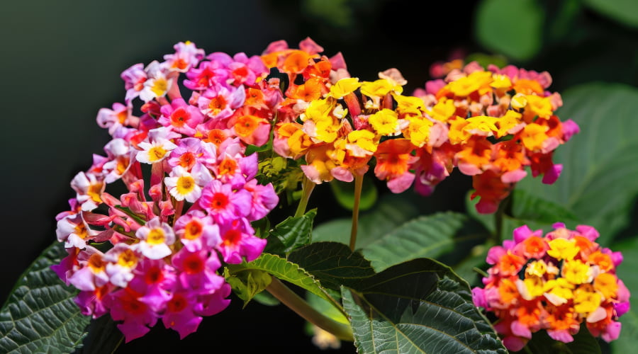 Get to know beautiful but poisonous flowers closer – Rosaholics