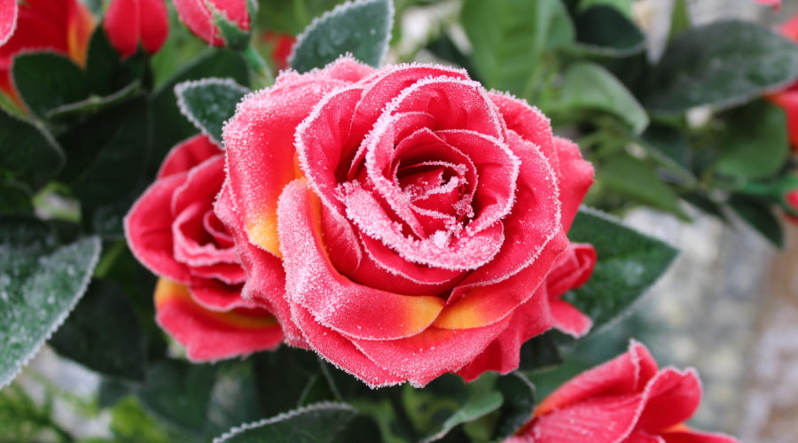 Eternal Beauty: How to Freeze Roses and Rose Petal – Rosaholics