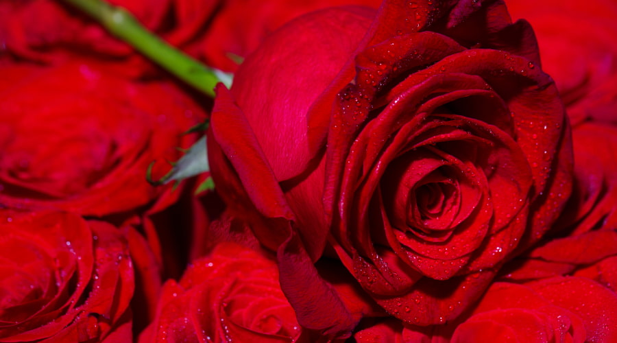 Why Need to Choose Red Roses as a Gift – Rosaholics