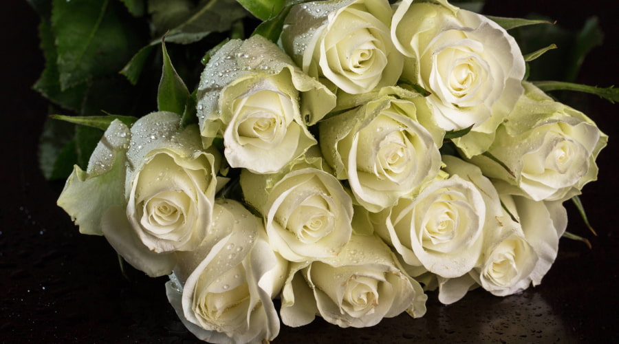 The Reasons Why People Send White Roses – Rosaholics
