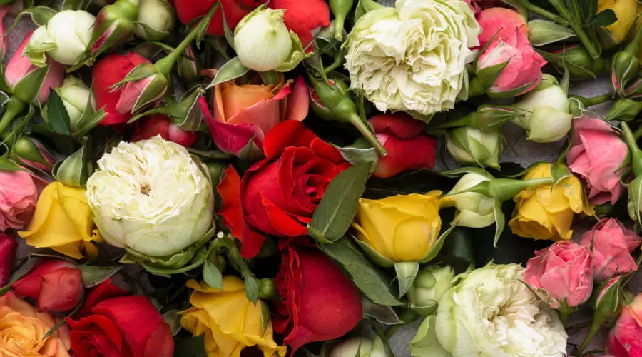 Rose Varieties: Unique Characteristics of Every Bloom – Rosaholics