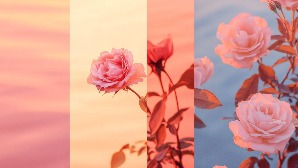 Sunset Rose Colors: Warm Rose Bouquets for Golden Hour – Rosaholics