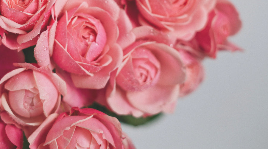 Top Tips for Keeping Roses Fresh – Rosaholics