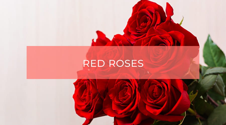 Red Rose Symbolism: Love, Passion, and … - Rosaholics