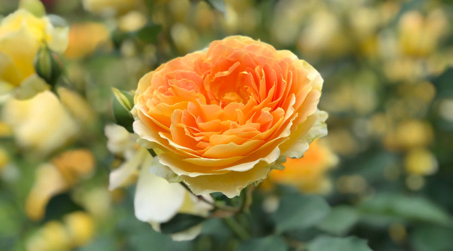 Peach Roses: 10 Benefits and Uses – Rosaholics