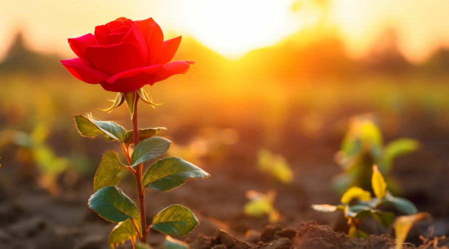 How Long Does it Take for a Rose to Grow? – Rosaholics