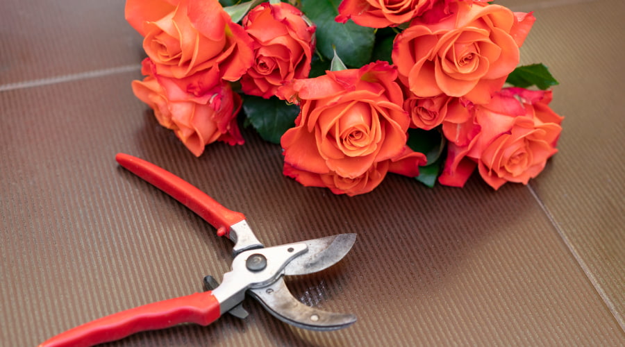 How To Cut Long Stem Roses For A Vase? – Rosaholics