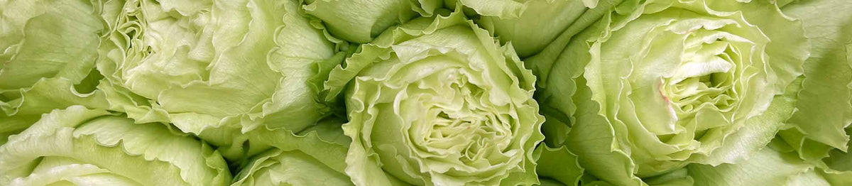 Green Rose Bouquets | Green Roses Delivery – Rosaholics