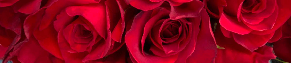 Red Roses Delivery | Send Red Roses Online – Rosaholics