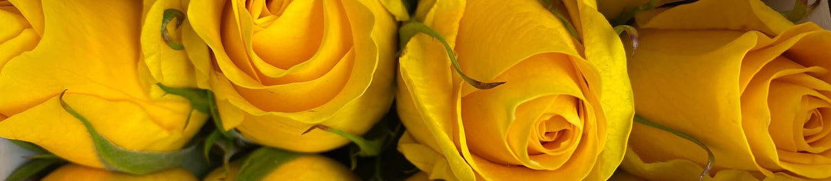 Yellow Roses Bouquets | Yellow Roses Delivery – Rosaholics