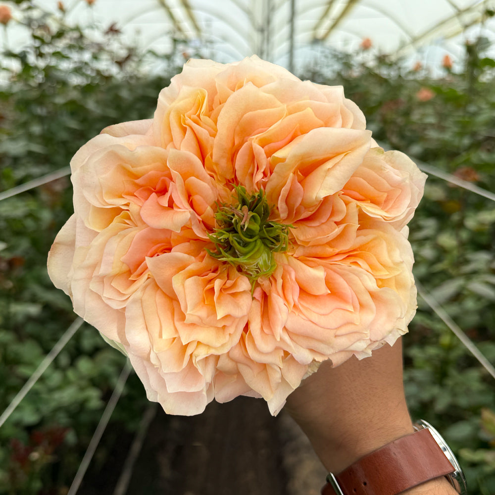 Amber Reign Garden Roses – Melon X-pression | Rosaholics