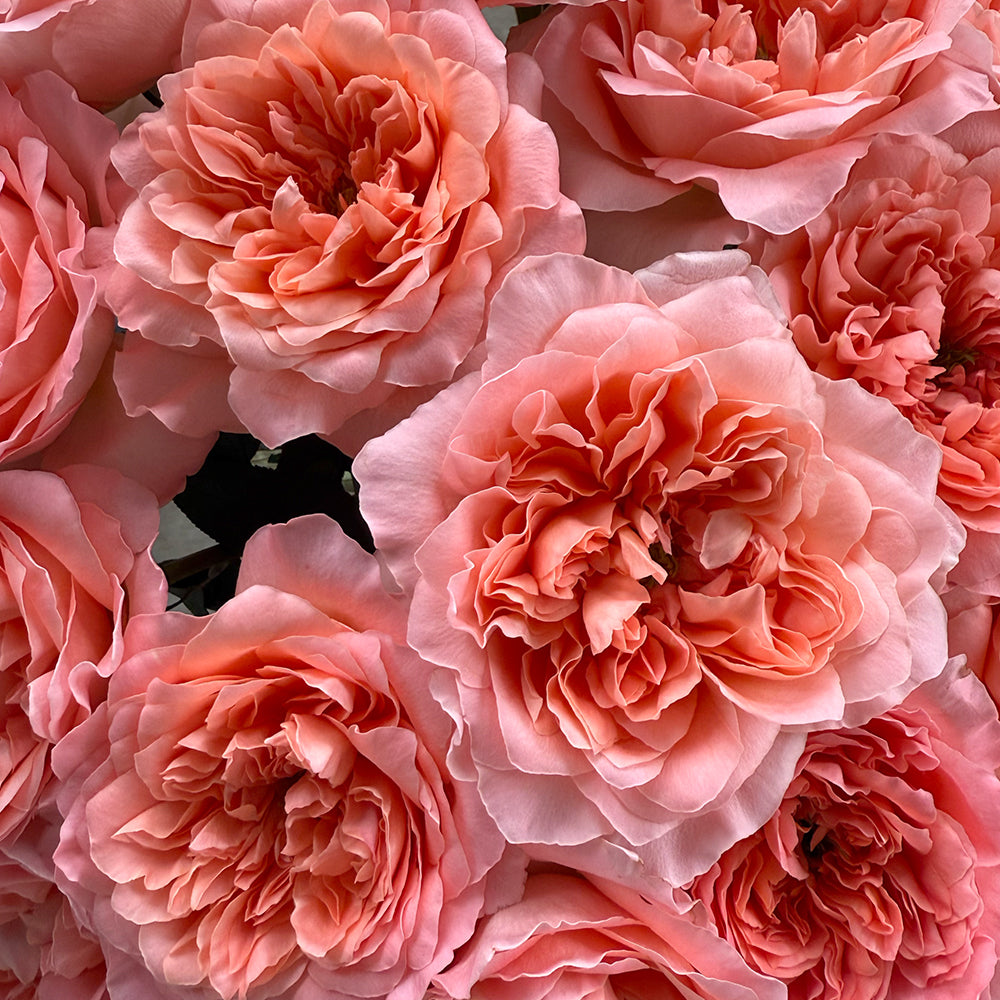 Fiori d’Ambrxa – Elegant Roses Occasion | Rosaholics