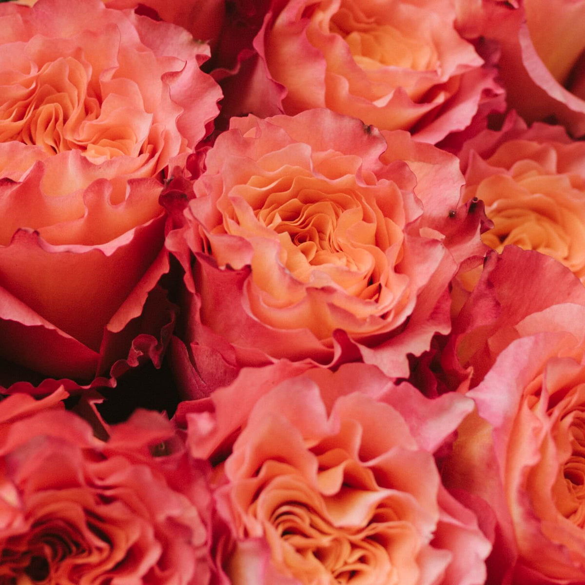 Free Spirit - order a fresh bouquet from Rosaholics