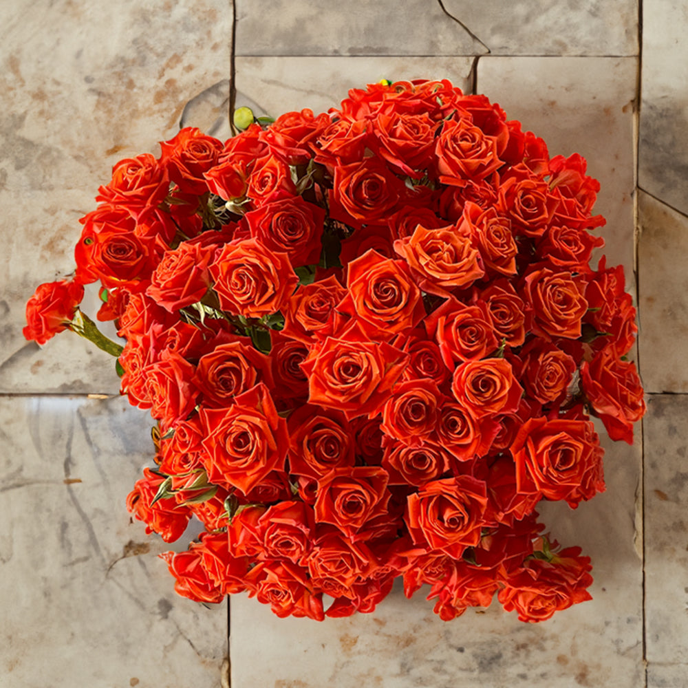 Sensation Bright rose: Elegance and fragrance – Rosaholics